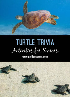 Activities Calendar | World Turtle Day (23rd of May)