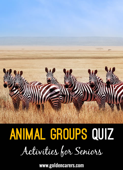 Animal Groups Quiz