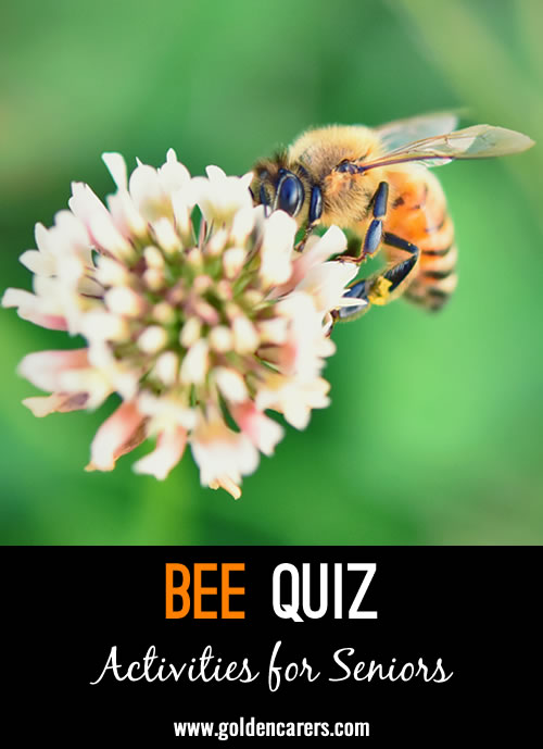 All About Bees Quiz