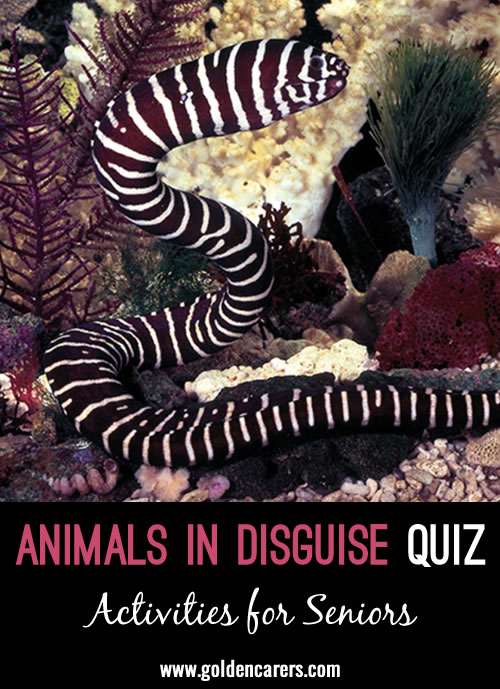 Animals in Disguise Quiz