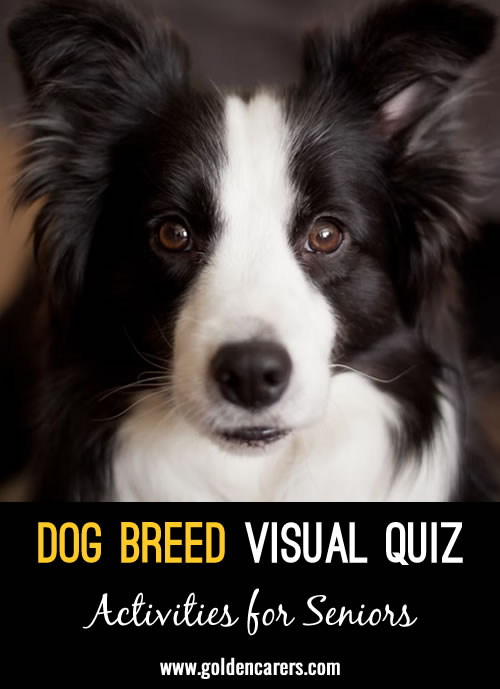 Dog Breed Visual Quiz