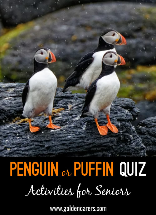 Penguin or Puffin? Quiz