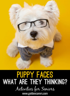 What Are They Thinking? Puppy Faces