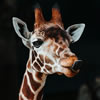 What Animal Am I?