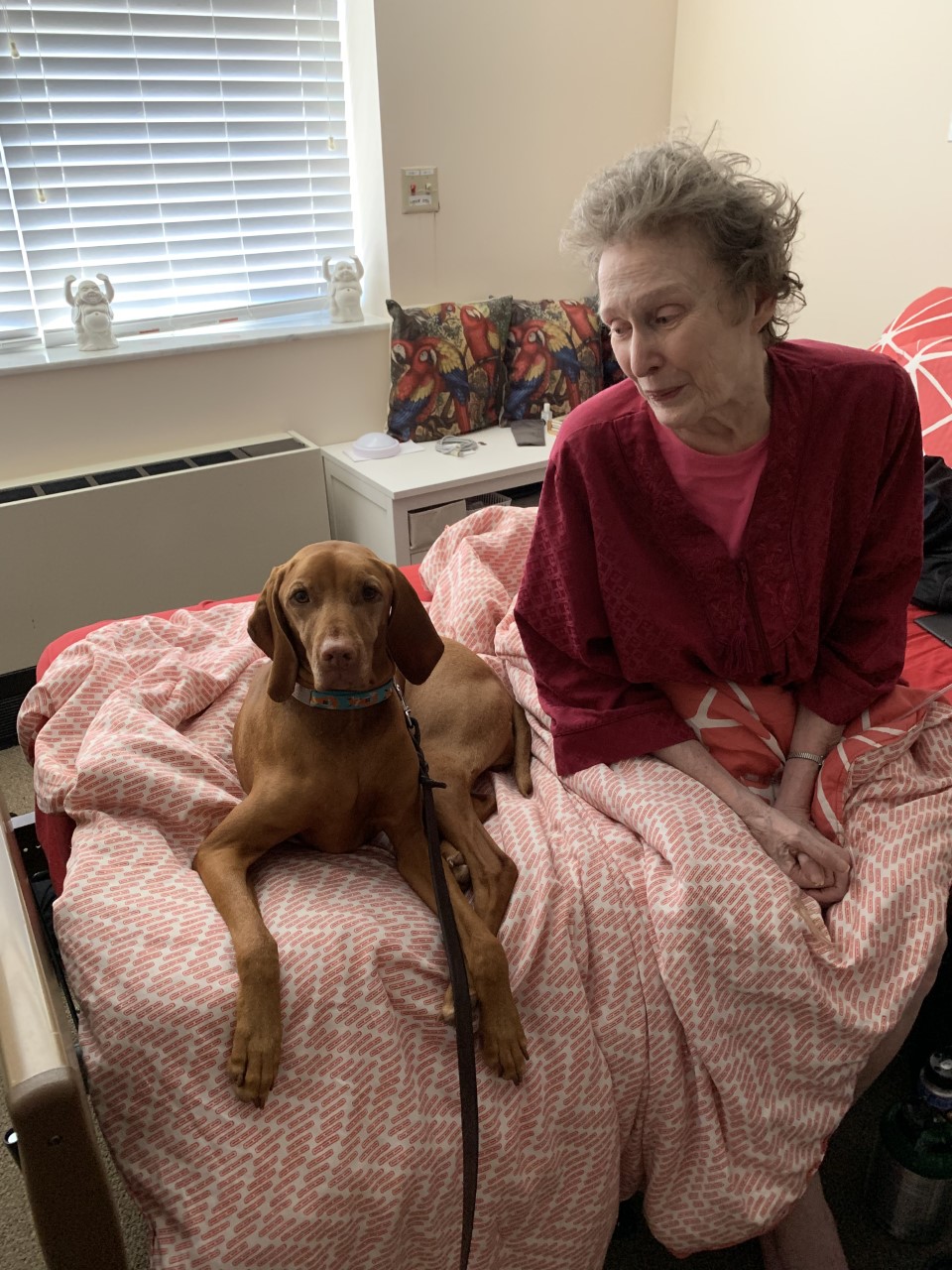 How to Setup a Pet Visiting Program