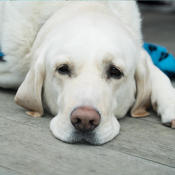 Activities Calendar | Guide Dog Day 29th of April