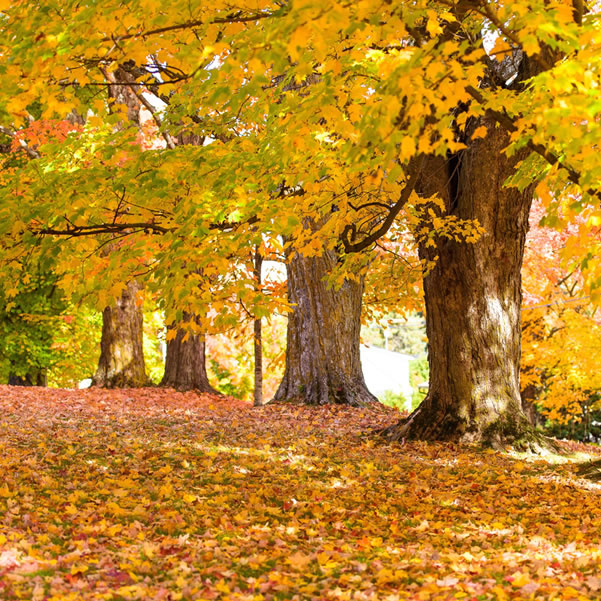 Activities Calendar | Autumn (N. Hem) 22nd of September