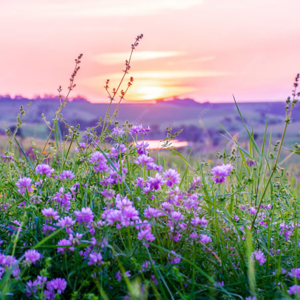 Activities Calendar | Mother Earth Day 22nd of April